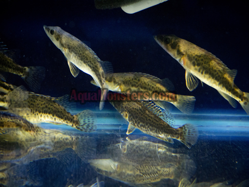 New Arrival on Spring 2011