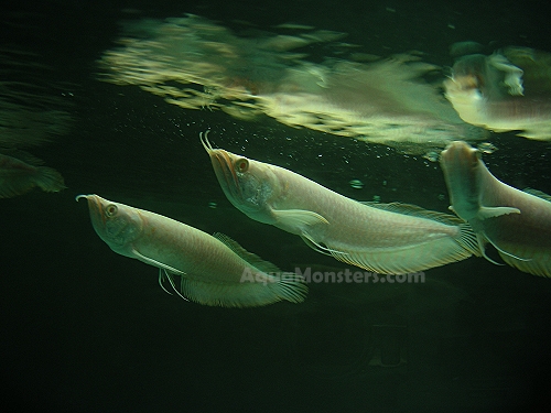 Albino silver aro in stock now! | MonsterFishKeepers.com