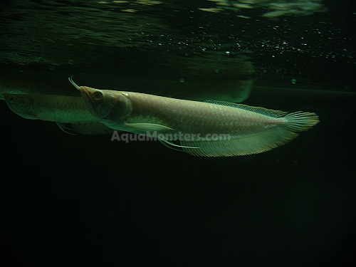 Albino silver aro in stock now! | MonsterFishKeepers.com