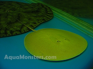 STINGRAYs Pixts Sharing | MonsterFishKeepers.com