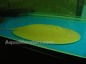 STINGRAYs Pixts Sharing | MonsterFishKeepers.com