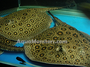STINGRAYs Pixts Sharing | MonsterFishKeepers.com