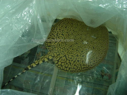 Tiger ray! | MonsterFishKeepers.com