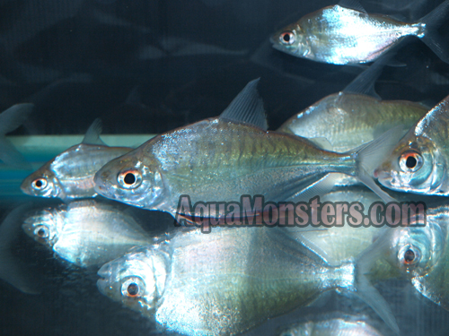 New Arrival on Spring 2011