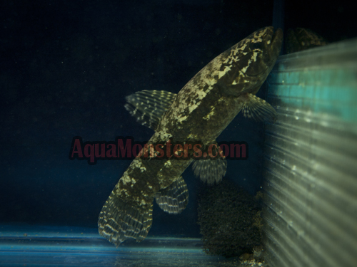 New Arrival on Spring 2011