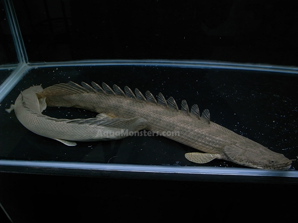 Polypterus ansorgii, 18" | MonsterFishKeepers.com