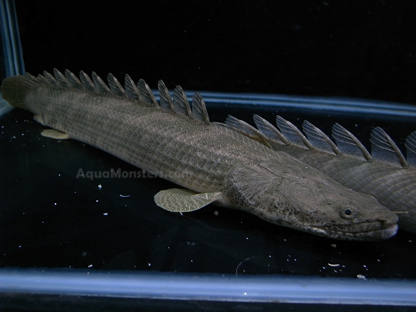 Polypterus ansorgii, 18" | MonsterFishKeepers.com